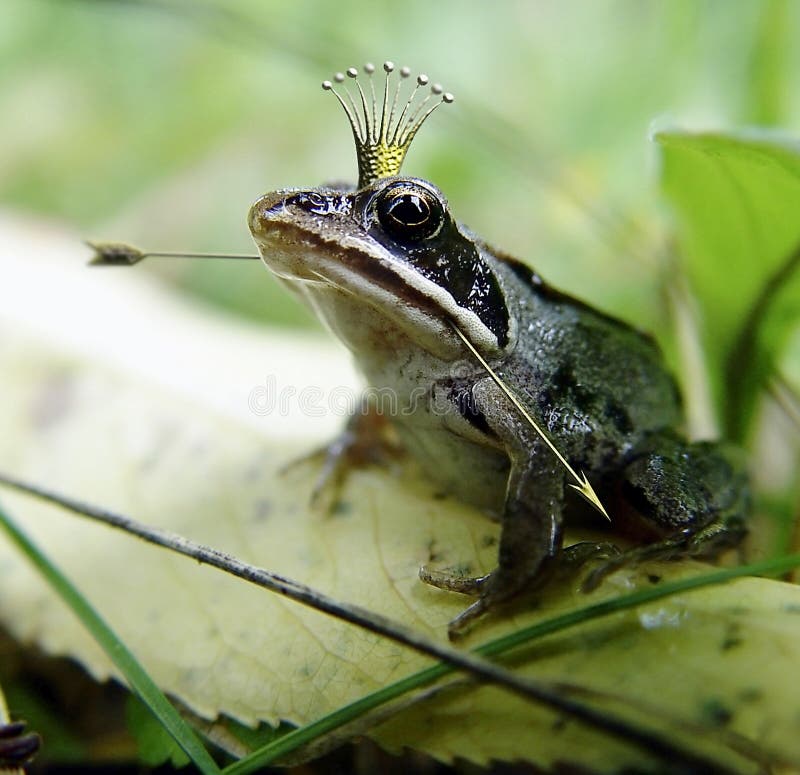 The frog princess stock photo. Image of kissing, corona - 2135092