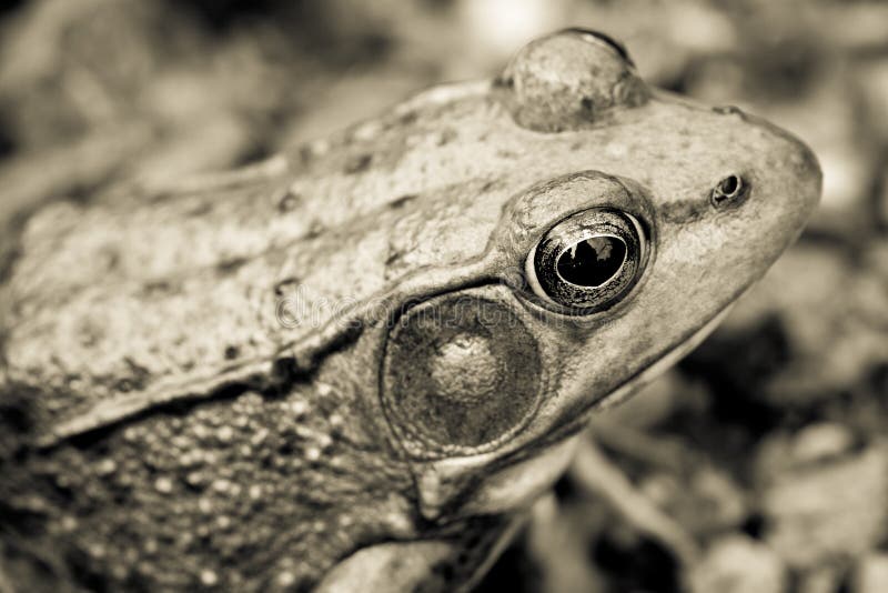 331 Frog Macro Profile Stock Photos - Free & Royalty-Free Stock Photos ...