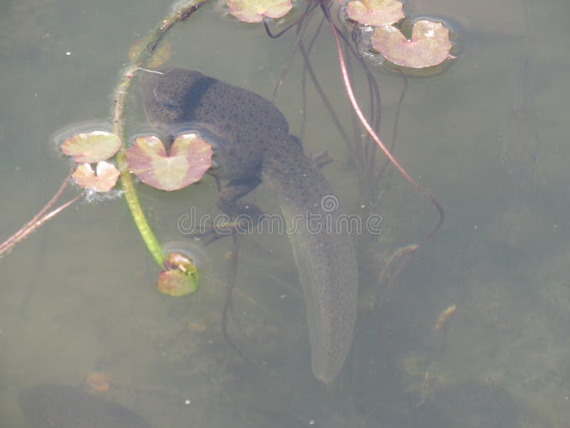 Frog in progress stock photo. Image of progress, water - 54521024