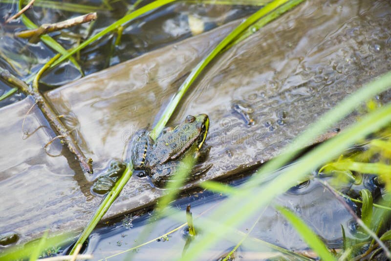 Frog in the puddle stock image. Image of environment - 97465967