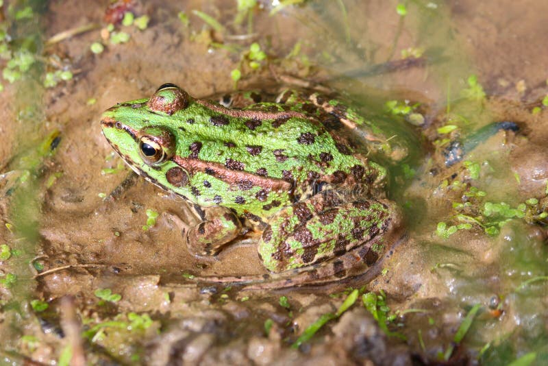Frog in the Puddle in Nature Stock Image - Image of alone, outdoor ...