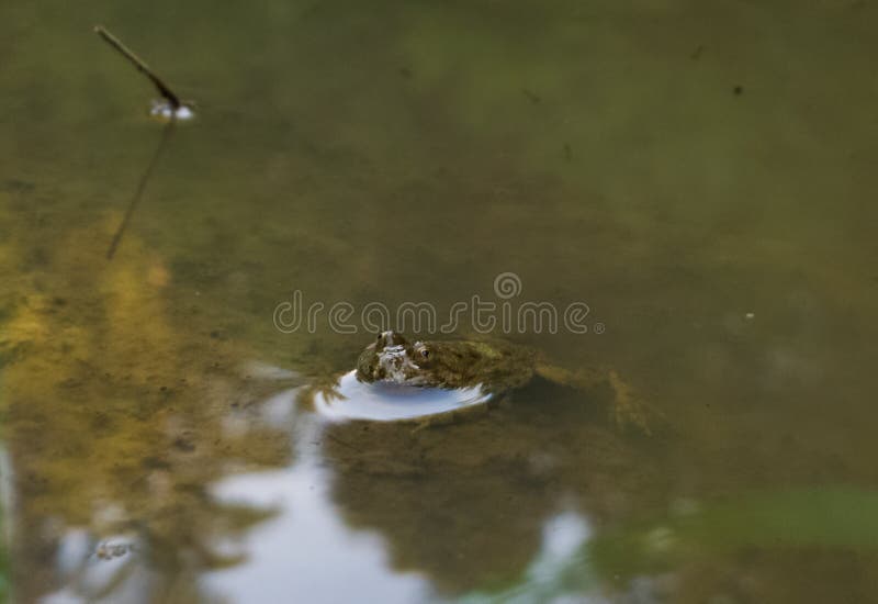 Frog in the Puddle in Nature Stock Photo - Image of dicroglossidae ...