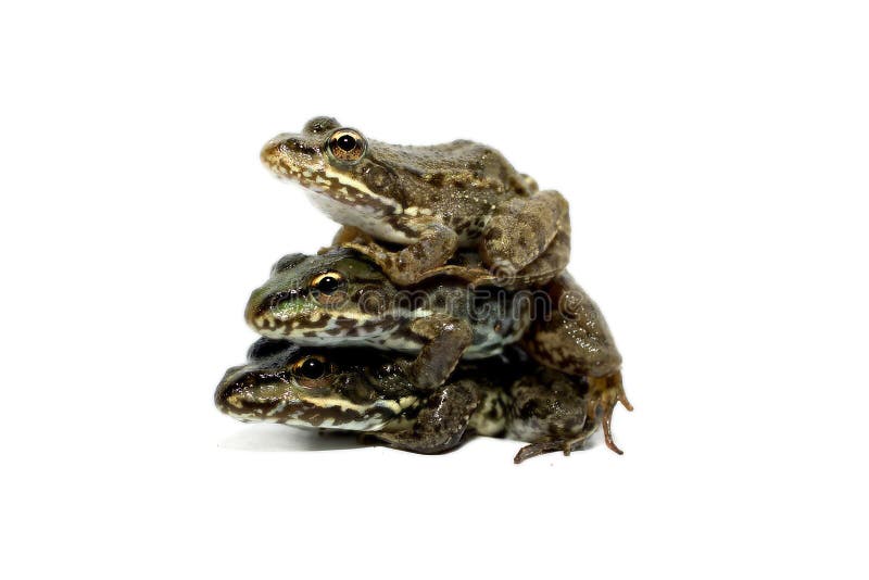 The pyramid of frogs stock image. Image of life, swimming - 33510657