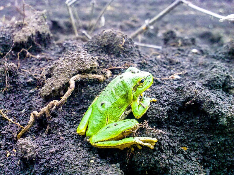 Frog stock photo. Image of frog, quiet, waiting, rain - 96679510