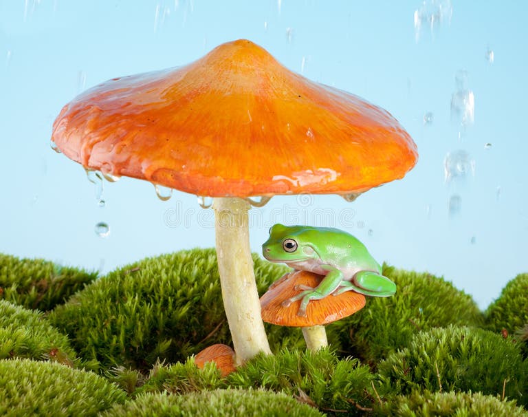 Frog in the rain stock image. Image of rainy, garden - 14493781