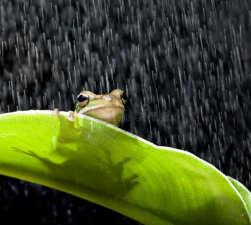 Frog in the rain stock image. Image of pouring, closeup - 11691797