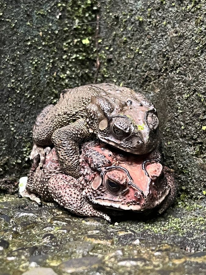 Frog stock image. Image of nature, animal, unique, amphibian - 387056319