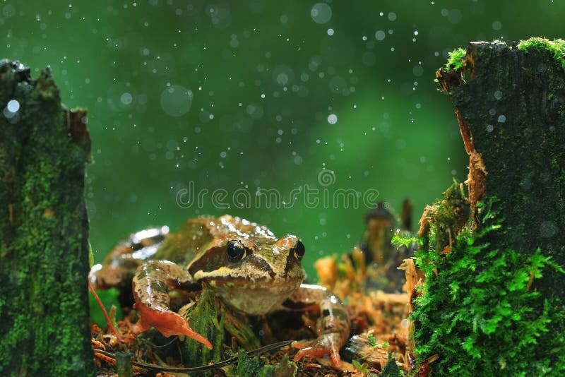 Frog in the rain stock photo. Image of environment, macro - 60009158
