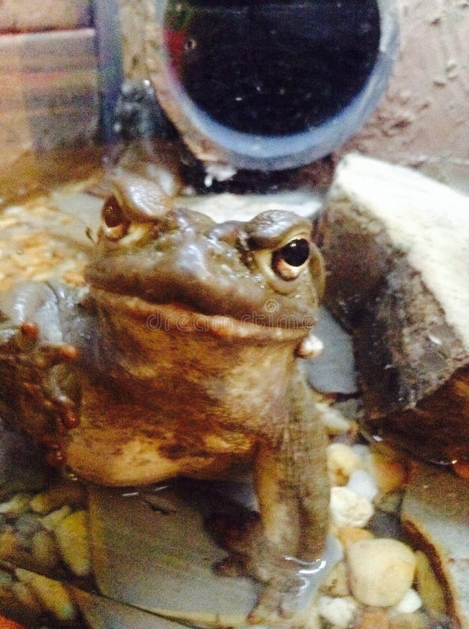 Frog stock photo. Image of aquarium, flies, reaching - 43876712