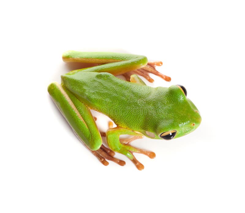 Green Frog Top View Isolated White Stock Photos - Free & Royalty-Free ...