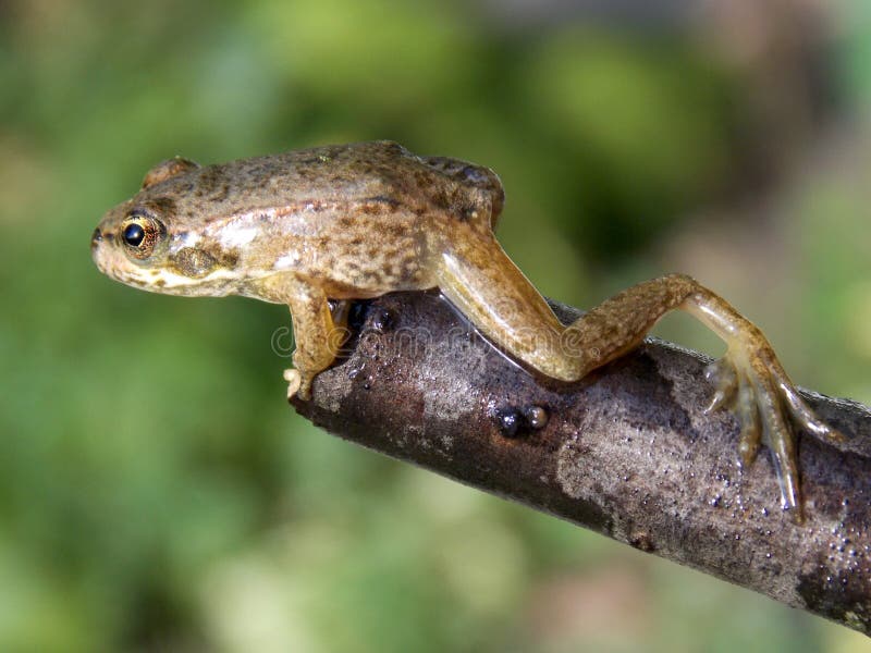 Frog ready to jump stock photo. Image of frog, little - 98885934