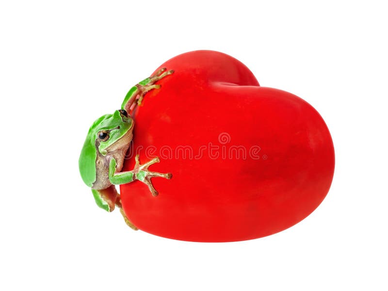 Frog and Red Heart. Green Frog with Heart Shape Isolated on White with ...