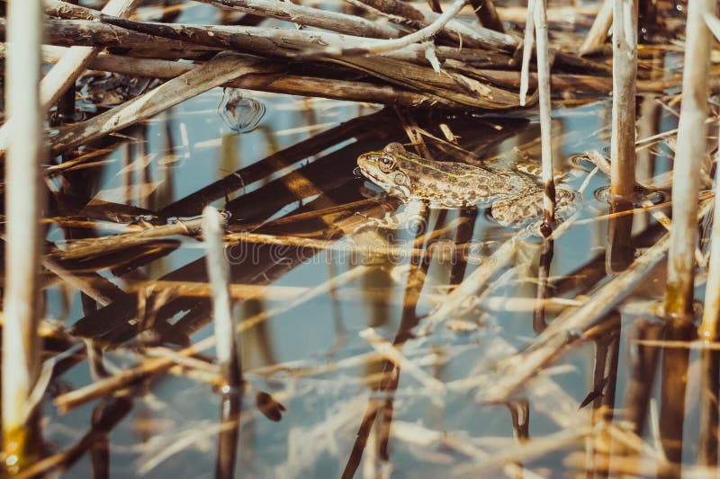 Frog stock image. Image of swim, reeds, cute, species - 92675485