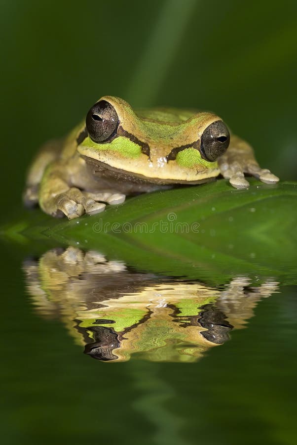 Frog reflection stock photo. Image of frog, frightened - 8362708