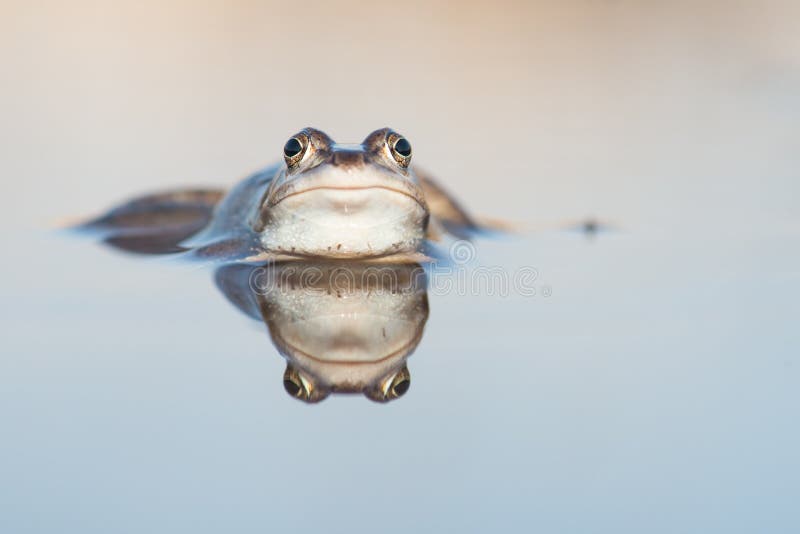 Frog and reflection stock image. Image of reflection - 58511491