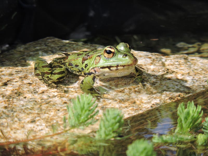 Relaxing Frog stock image. Image of chilling, wild, frog - 33071629