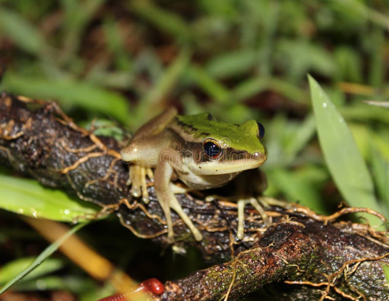 Frog with Latin Name Hylarana Erythraea Stock Image - Image of ...