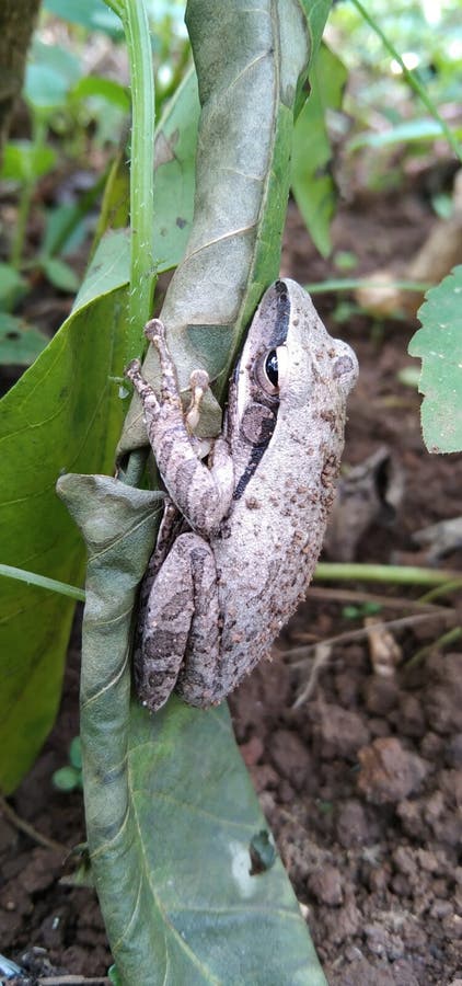 The frog at rest stock image. Image of relax, garden - 210437875