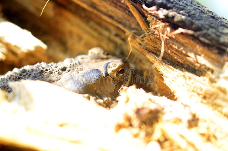 Frog Rest Inside the Tree Trunk Stock Image - Image of eyes, light ...