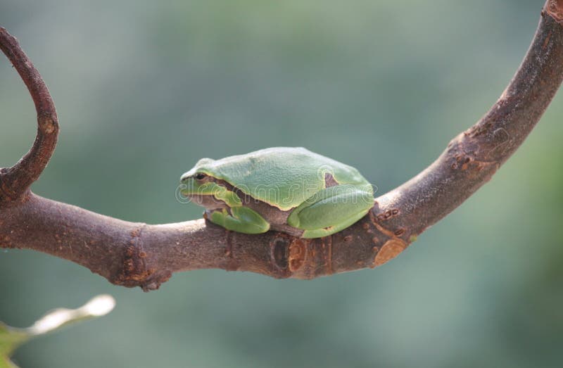 Frog stock photo. Image of leaf, frog, green, colorful - 163211508