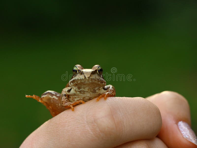 Frog stock photo. Image of finger, froggie, fingers, little - 95159912