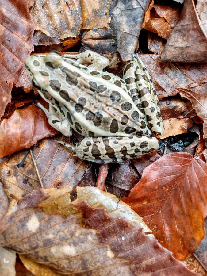 Frog resting on leaves stock photo. Image of frog, amphibian - 212449766