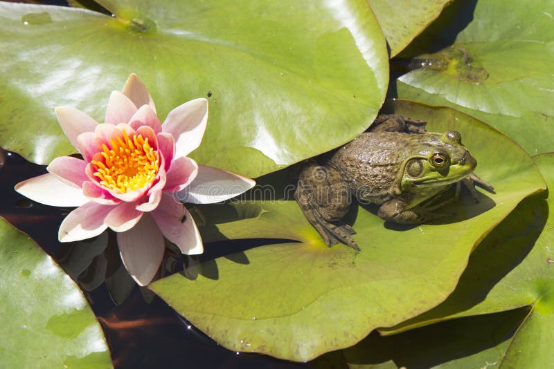 Tree Frog on a Lotus Leaf,Brown Tree Frog. Stock Image - Image of eyes ...