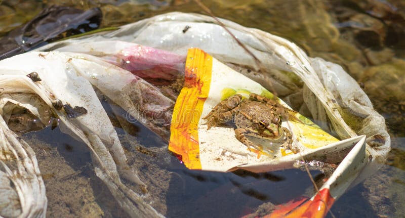Frog in the Garbage River. Environmental Pollution Stock Photo - Image ...