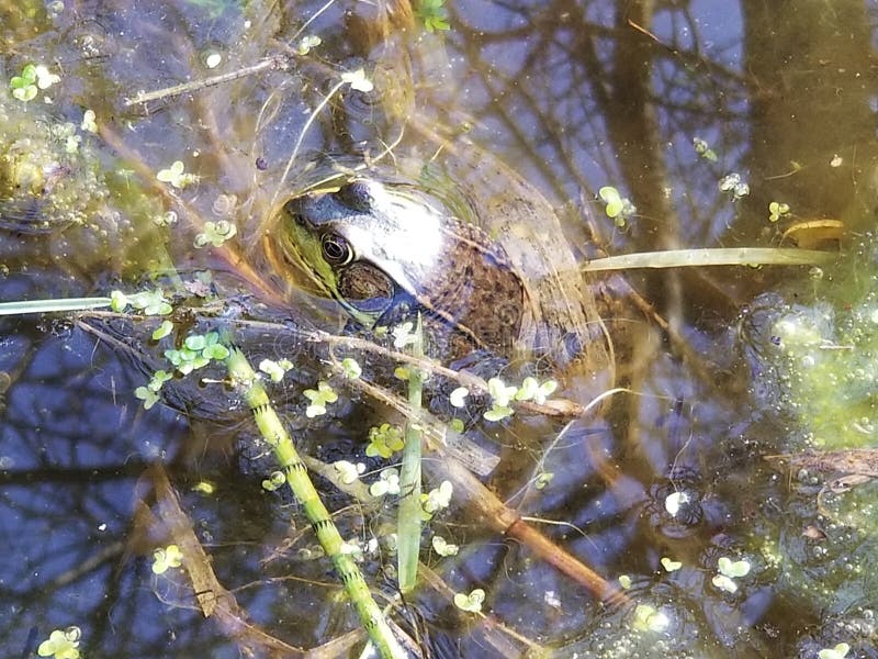 A Frog Resting Under Water with a Mosquito on the Back Stock Photo ...