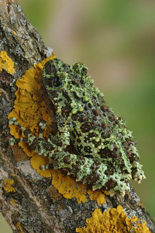 Frog Theloderma corticale stock photo. Image of isolated - 18196278