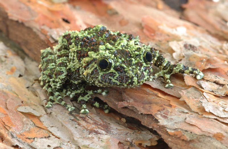 Frog Theloderma corticale stock photo. Image of camouflage - 18196296
