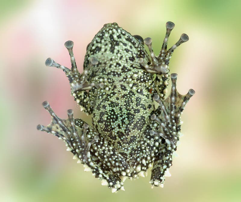 Frog Theloderma corticale stock photo. Image of camouflage - 18196296