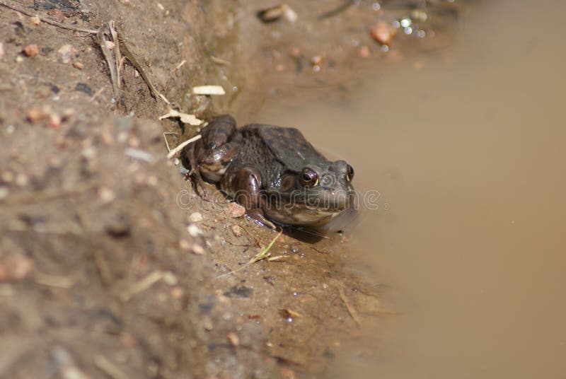 224 Ribbit Stock Photos - Free & Royalty-Free Stock Photos from Dreamstime