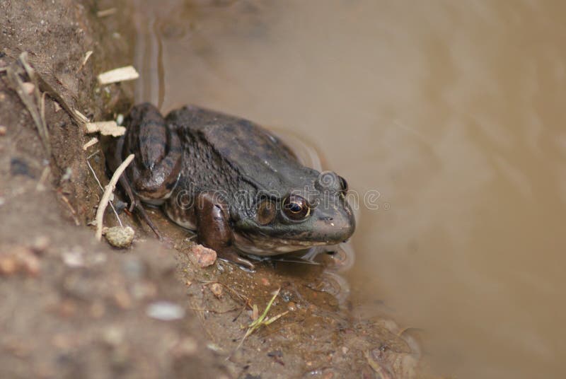 Ribbit stock image. Image of ribbit, toad, bull, frog - 45028811
