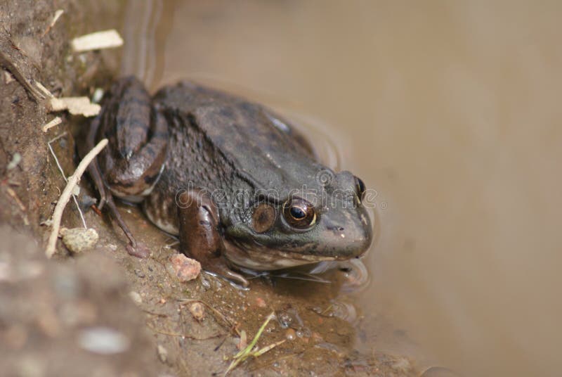 224 Ribbit Stock Photos - Free & Royalty-Free Stock Photos from Dreamstime