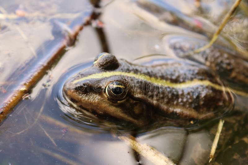 Frog on a River Bank Stuck Its Head Out of the Water Stock Image ...