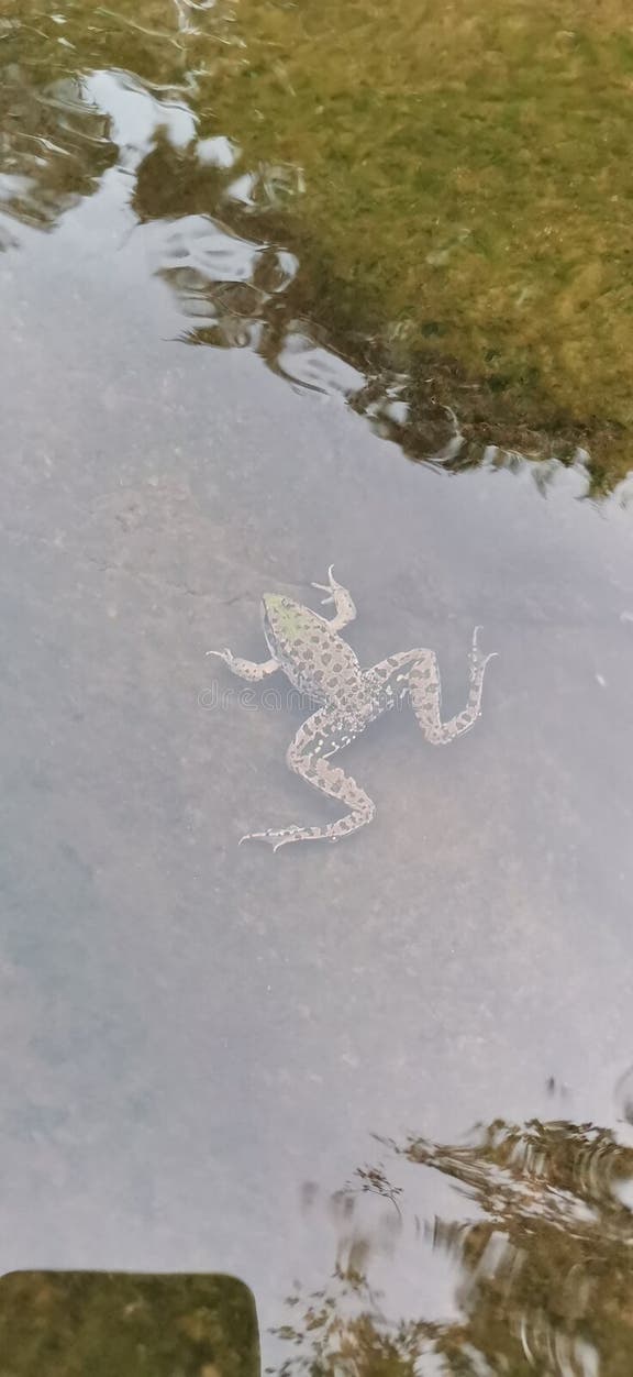 Frog & River stock image. Image of bird, leaf, river - 268019171