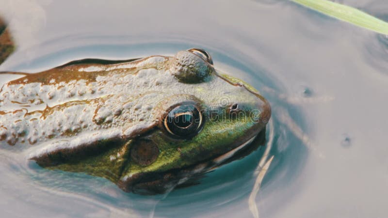 Frog in the River stock video. Video of lake, green, macro - 77707109