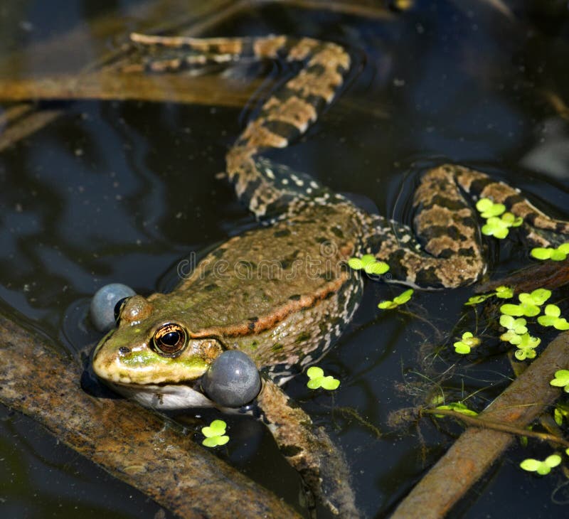 Frog in the river_15 stock image. Image of frog, toad - 93186047