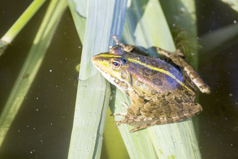 Frog in the river stock image. Image of cute, life, fecundation - 110435313