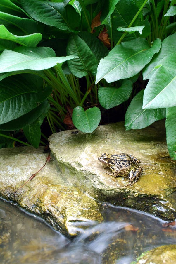 Frog on the rock stock image. Image of water, wildlife - 10887051