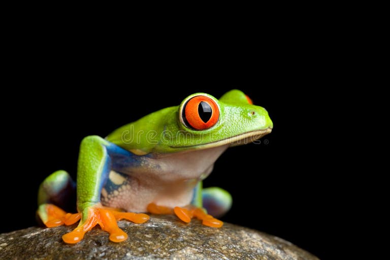 28,474 Frog Pictures Cute Stock Photos - Free & Royalty-Free Stock ...