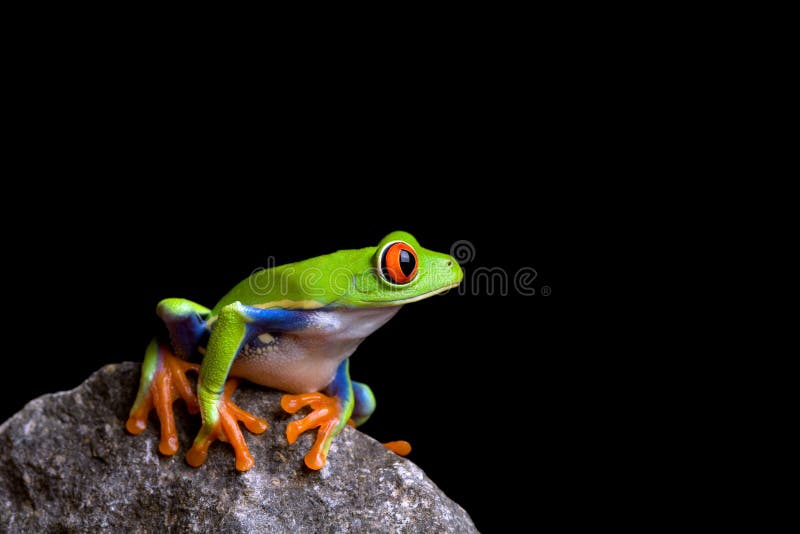 Red frog stock image. Image of eyed, wild, amphibians - 3954981