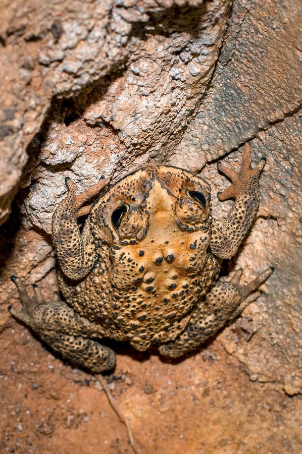 A frog on the rock stock image. Image of amphibi, wildlife - 304396603