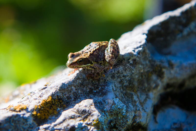 Common Frog (Rana Temporaria) Sitting On A Stone Stock Image - Image of ...