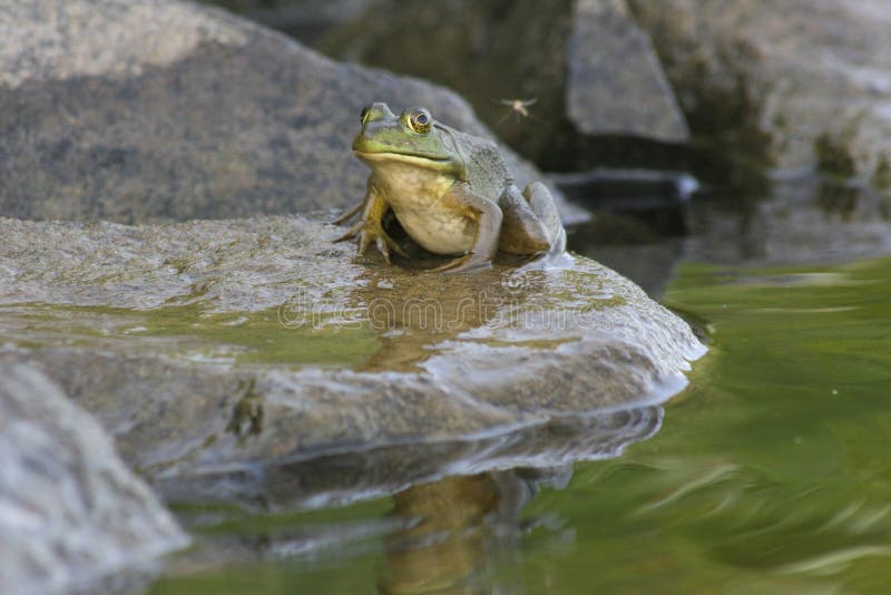 Frog on a rock stock image. Image of green, slimy, pond - 89391081