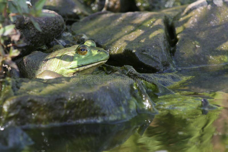 Frog on a rock stock photo. Image of green, rock, frog - 89391024