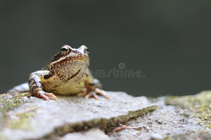 Frog on a rock stock photo. Image of animal, reptile - 332263144