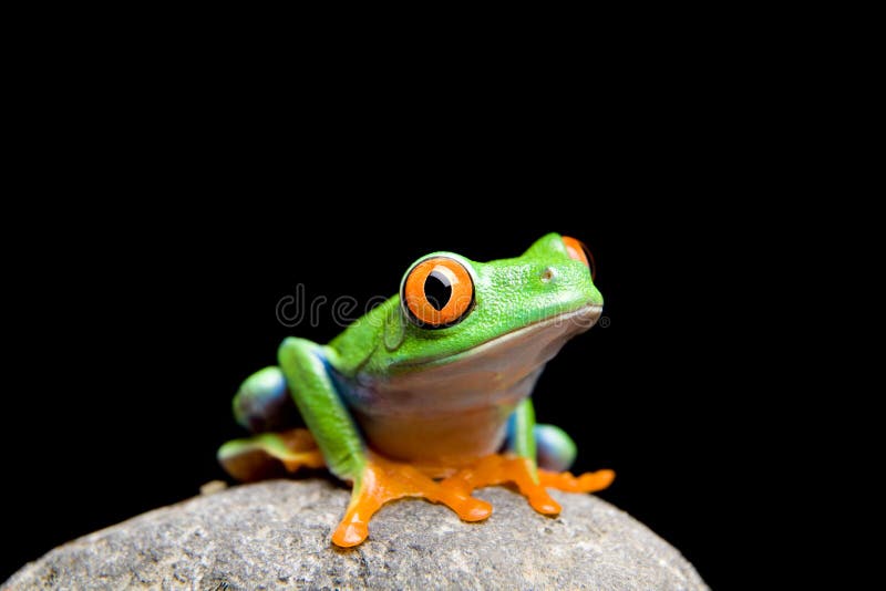 Frog on rock stock photo. Image of white, rock, sitting - 1201418