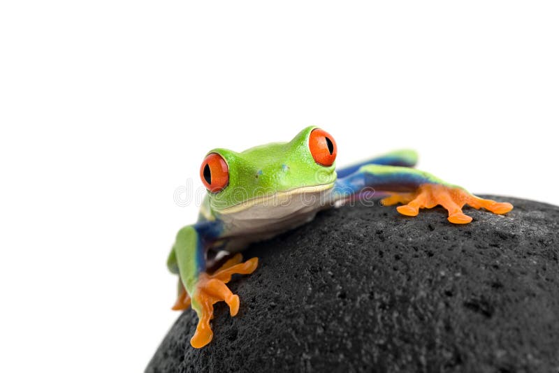 Frog on a Rock Isolated White Stock Photo - Image of environment ...